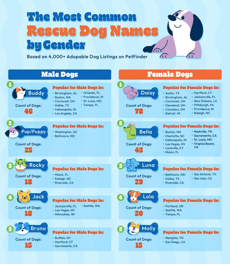 Most Popular Rescue Dog Names In Major U S Cities 4imprint Articles Most Popular Rescue Dog Names In Major U S Cities 4imprint Articles